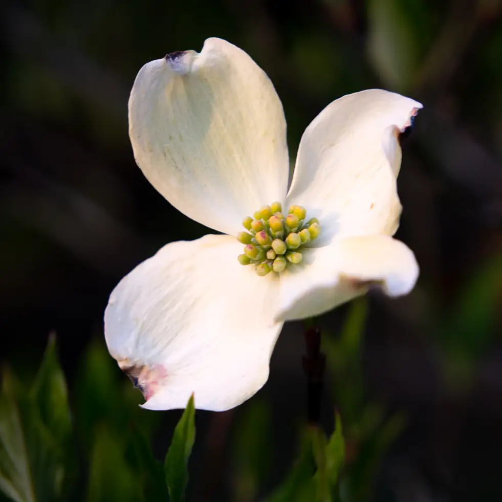 Intro to Nature Photography - Earthshine Lodge