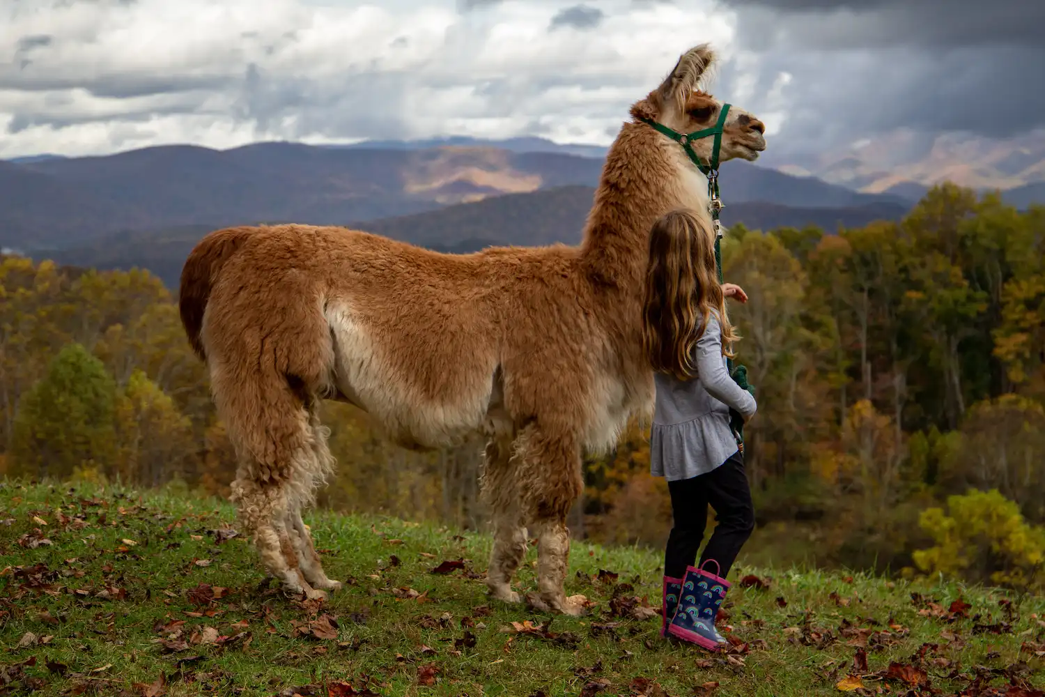Hiking with Llamas: A Unique Adventure in WNC - Earthshine Lodge